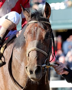 Burnham Square - Horse Profile - BloodHorse