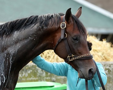 Render Judgment - Horse Profile - BloodHorse