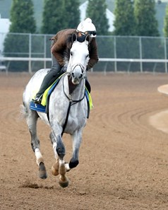 Final Gambit - Horse Profile - BloodHorse