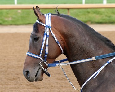 Render Judgment - Horse Profile - BloodHorse