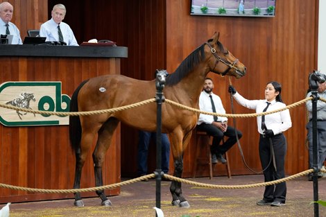 Yaupon Colt is the 'Right Horse' for Shah at $1.3M - BloodHorse
