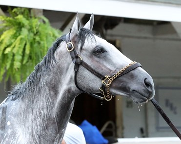 Final Gambit - Horse Profile - BloodHorse