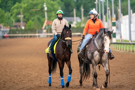 Baeza - Horse Profile - BloodHorse