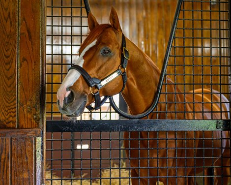 Fees for New Ashford Stallions Waiting on Breeders' Cup - BloodHorse