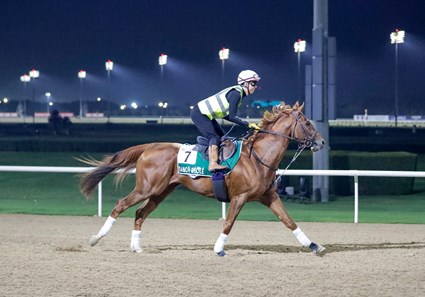 Danon Decile (JPN) - Horse Profile - BloodHorse