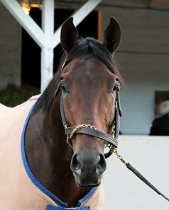 Flying Mohawk - Horse Profile - BloodHorse