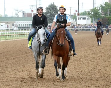Final Gambit - Horse Profile - BloodHorse