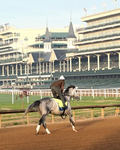 Final Gambit - Horse Profile - BloodHorse