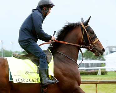 Luxor Cafe - Horse Profile - BloodHorse