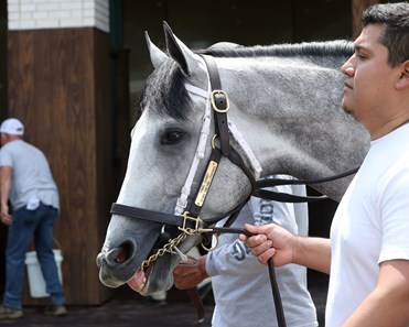 Final Gambit - Horse Profile - BloodHorse