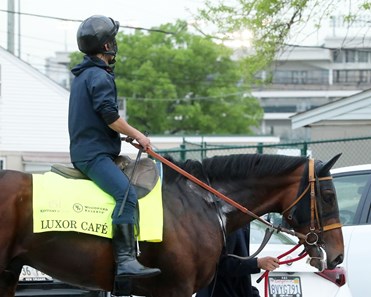 Luxor Cafe - Horse Profile - BloodHorse