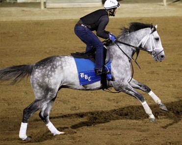 Final Gambit - Horse Profile - BloodHorse