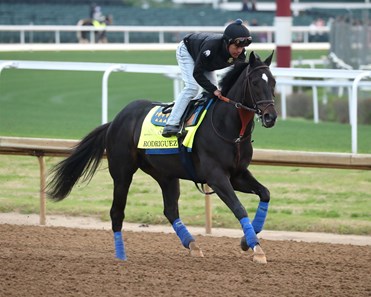 Rodriguez - Horse Profile - BloodHorse