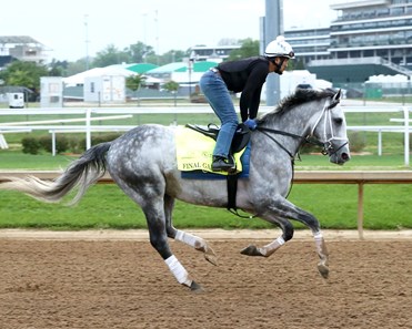 Final Gambit - Horse Profile - BloodHorse