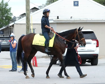 Luxor Cafe - Horse Profile - BloodHorse