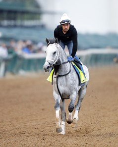 Final Gambit - Horse Profile - BloodHorse