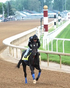 Rodriguez - Horse Profile - BloodHorse