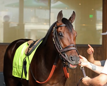 Flying Mohawk - Horse Profile - BloodHorse