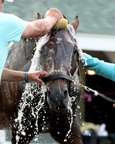 Render Judgment - Horse Profile - BloodHorse