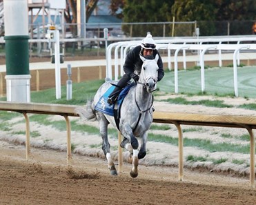 Final Gambit - Horse Profile - BloodHorse