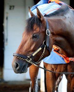 Grande - Horse Profile - BloodHorse