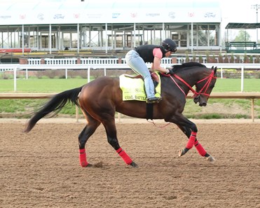 Coal Battle - Horse Profile - BloodHorse