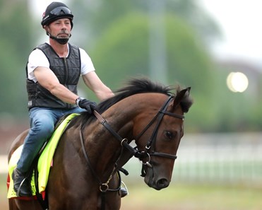 Burnham Square - Horse Profile - BloodHorse