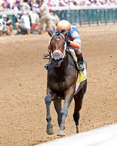 Fierceness - Horse Profile - BloodHorse