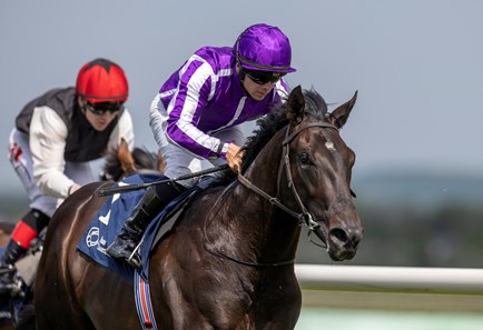 Albert Einstein (IRE) - Horse Profile - BloodHorse