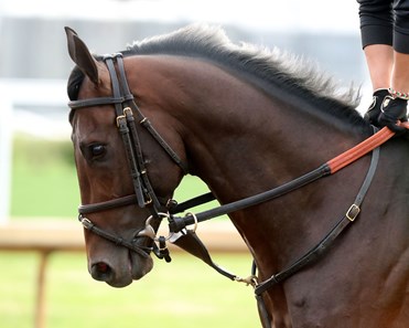 Flying Mohawk - Horse Profile - BloodHorse