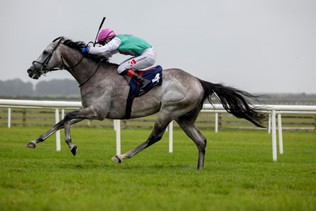 Field of Gold (IRE) - Horse Profile - BloodHorse