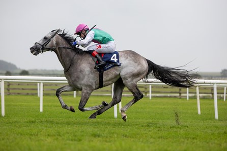 Field of Gold (IRE) - Horse Profile - BloodHorse