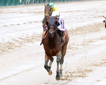 Zadorsky - Horse Profile - BloodHorse