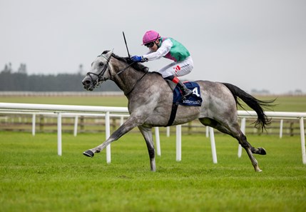 Field of Gold (IRE) - Horse Profile - BloodHorse