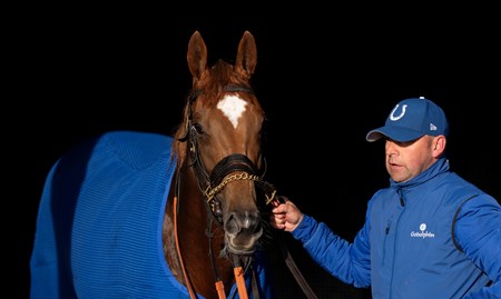Desert Flower (IRE) - Horse Profile - BloodHorse