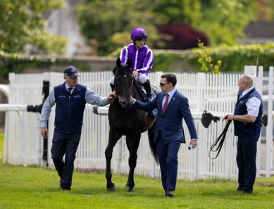 Albert Einstein (IRE) - Horse Profile - BloodHorse