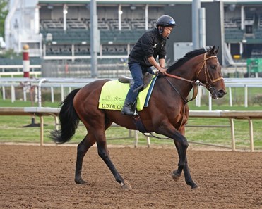 Luxor Cafe - Horse Profile - BloodHorse