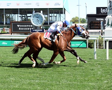 Tomasello - Horse Profile - BloodHorse