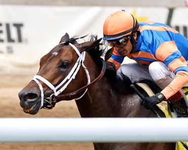 Fierceness - Horse Profile - BloodHorse