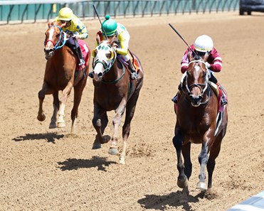 Spice Runner - Horse Profile - BloodHorse