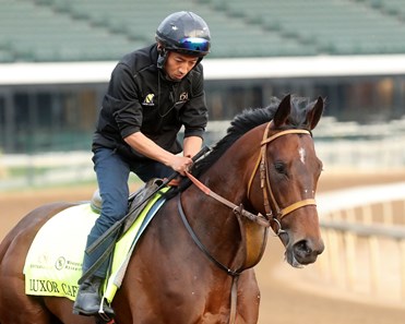 Luxor Cafe - Horse Profile - BloodHorse