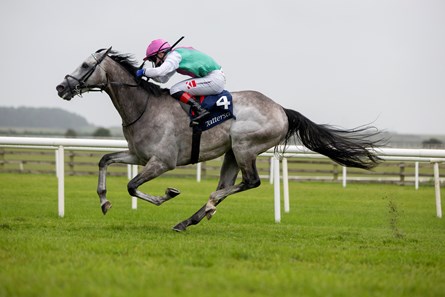 Field of Gold (IRE) - Horse Profile - BloodHorse