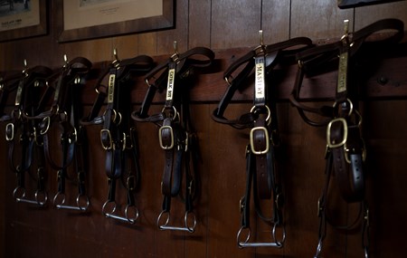 Catholic Boy - Horse Profile - BloodHorse