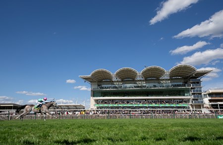 Field of Gold (IRE) - Horse Profile - BloodHorse