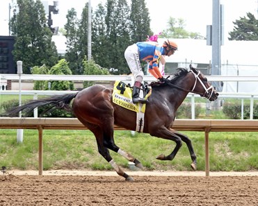 Fierceness - Horse Profile - BloodHorse