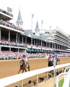 Fierceness - Horse Profile - BloodHorse