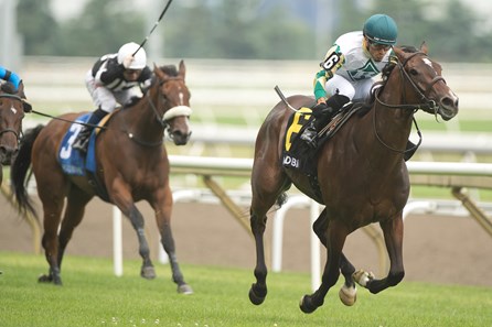 Love Cervere - Horse Profile - BloodHorse