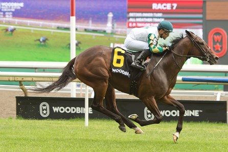 Love Cervere - Horse Profile - BloodHorse