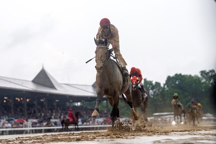 Parchment Party - Horse Profile - BloodHorse