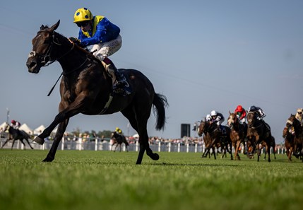 Never So Brave (IRE) - Horse Profile - BloodHorse